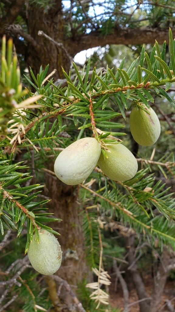 California torreya from Calistoga, CA 94515, USA on September 3, 2023 ...