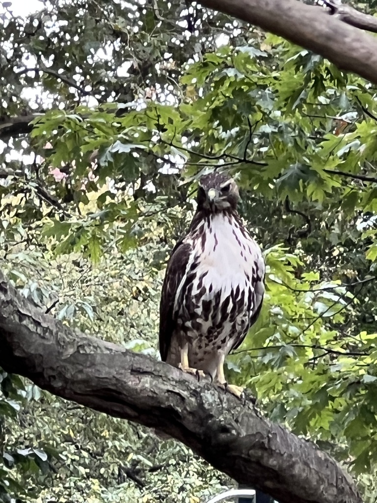Red-tailed Hawk from Washington Square Park, New York, NY, US on ...