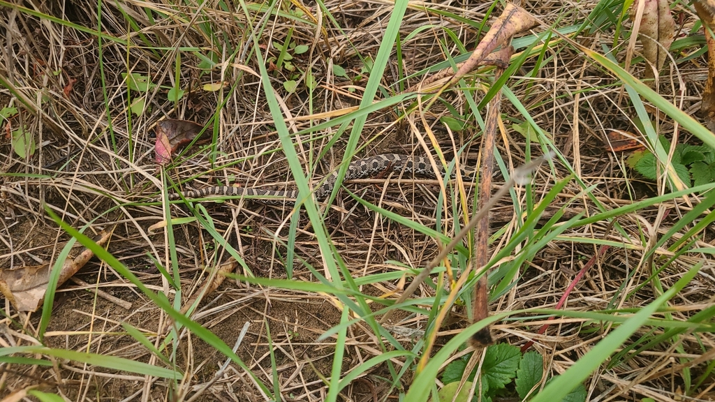 Eastern Hognose Snake in October 2023 by Jazz (aka turtlehelper ...