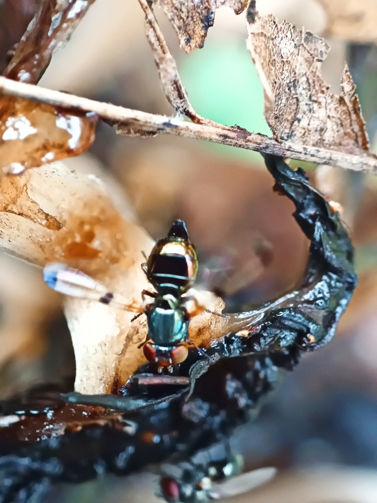 Banded-wing Flies from Del Valle, San Pedro Garza García, N.L., México ...