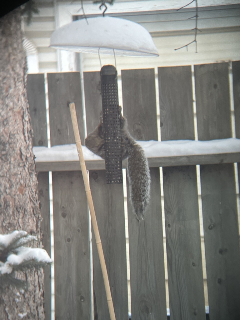 Eastern Gray Squirrel from Rundle Cres NE, Calgary, AB, CA on October ...