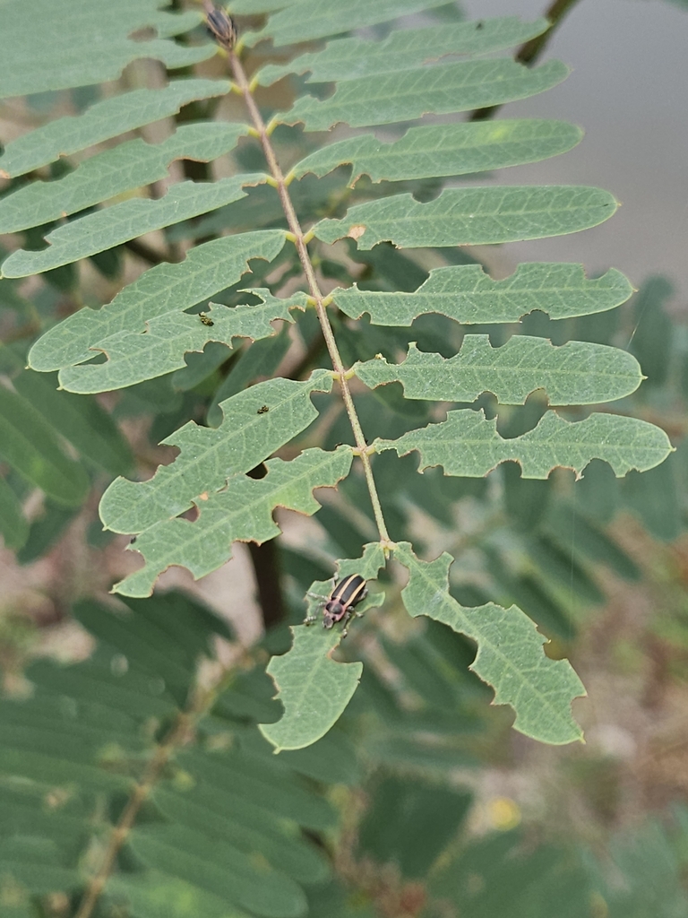 Eudiagogus maryae from Oak Hills Place, Baton Rouge, LA 70810, USA on ...