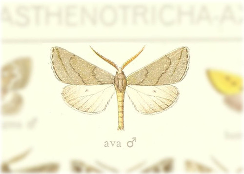 Acrasia ava · iNaturalist Mexico