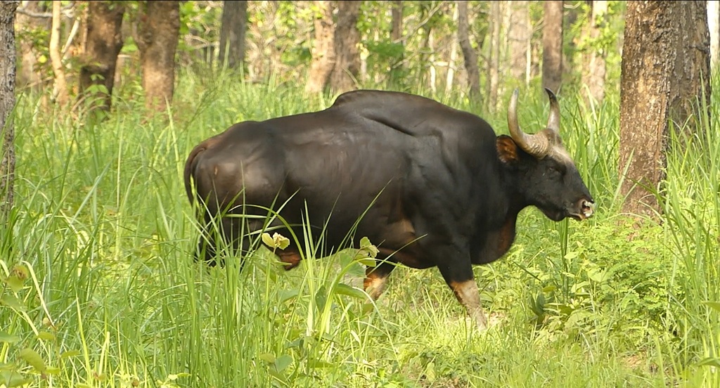 Gaur in May 2018 by Royle Safaris · iNaturalist