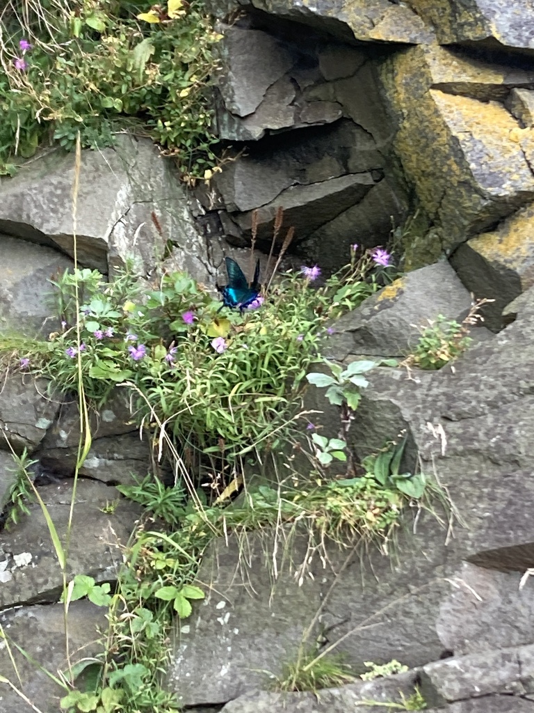 Peacock Swallowtails and Allies from Анивский р-н, Сахалинская обл ...