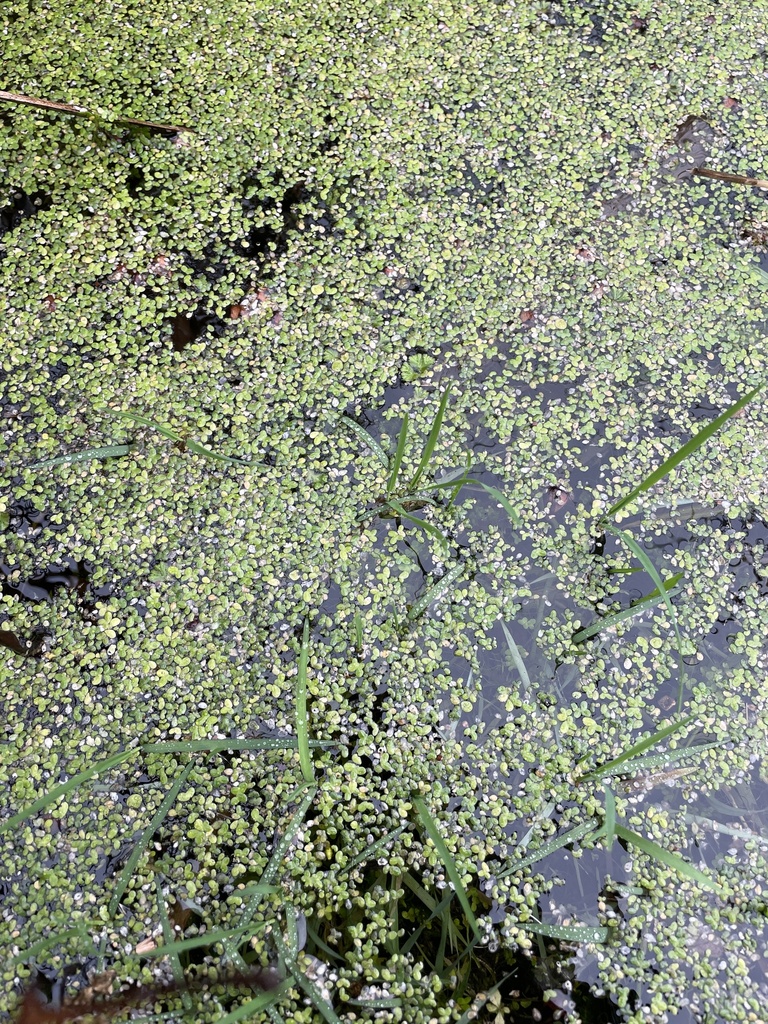 Common Duckweed from Amherst Point Bird Sanctuary, Cumberland, NS, CA ...