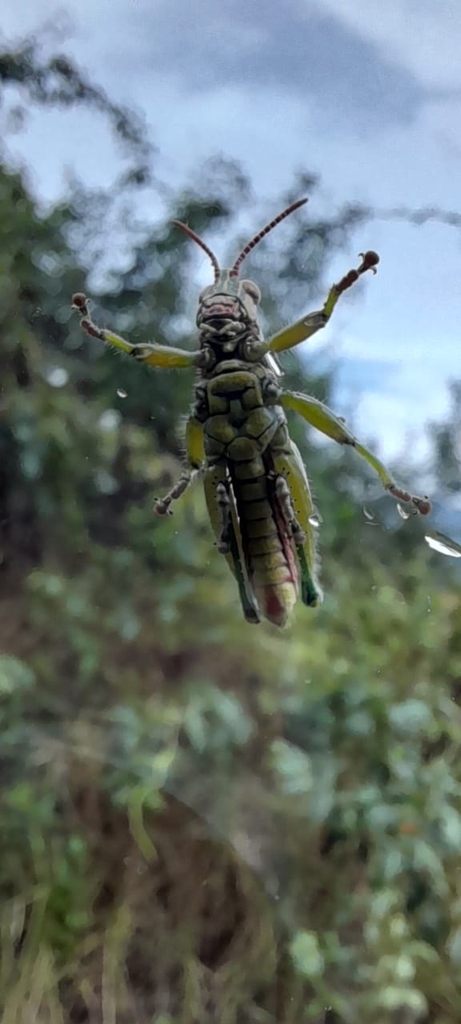 Agesander ruficornis from Chía, Cundinamarca, Colombia on October 28 ...