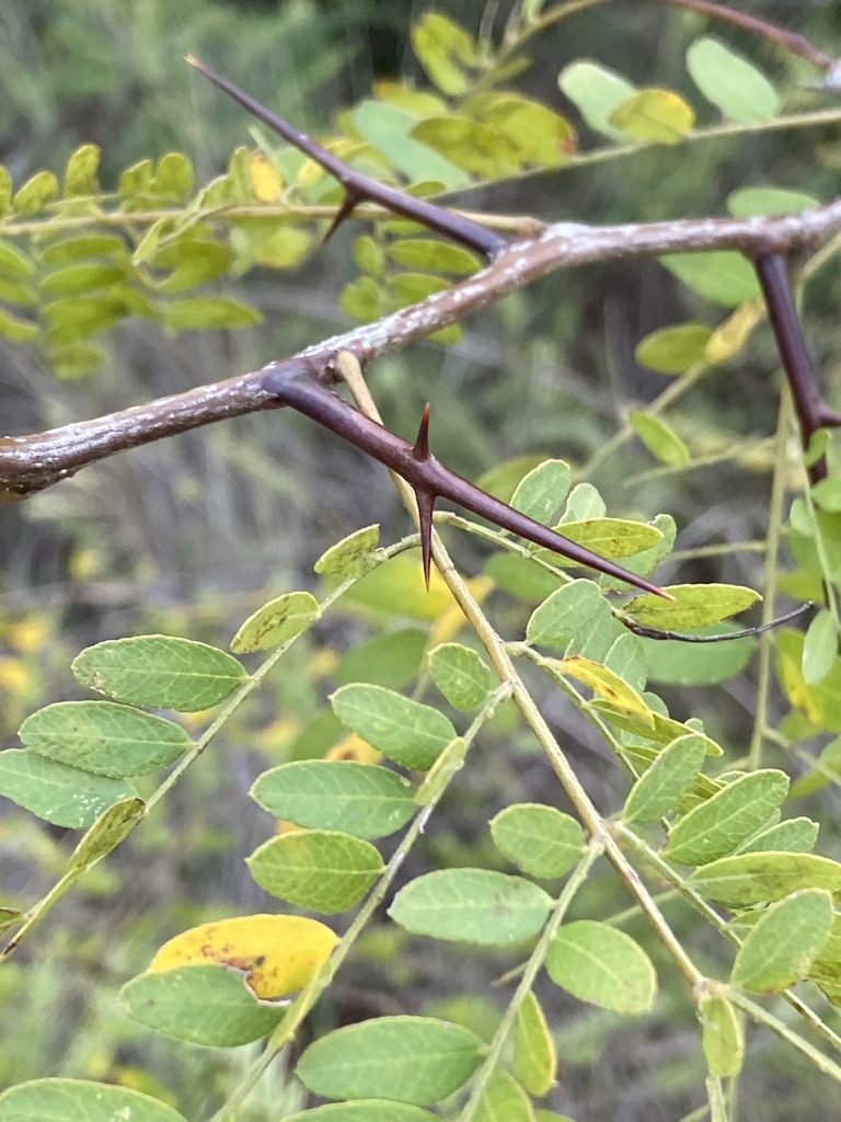 honey locust from Ray Roberts Lake State Park, Denton, TX, US on ...