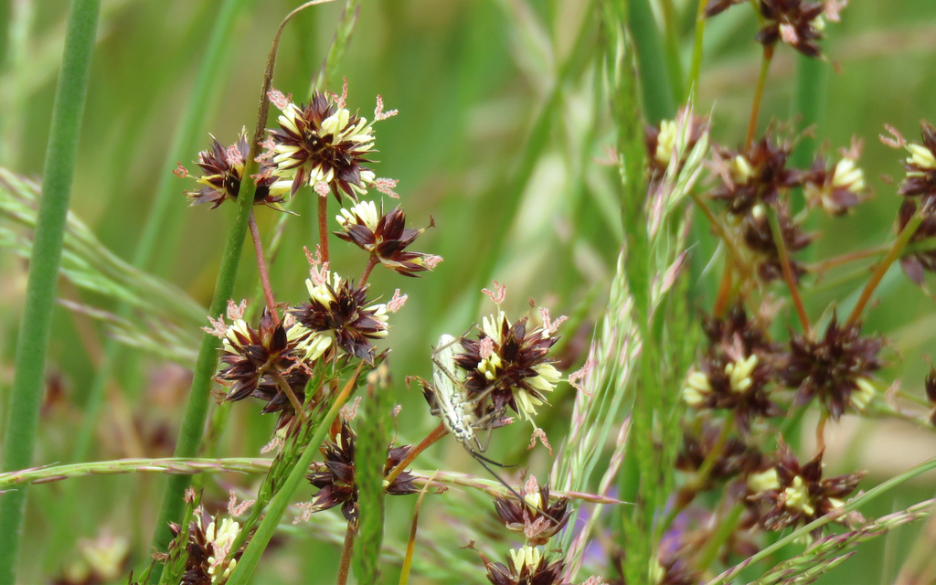 Sharp-flowered Rush from Private Nature Reserve, Baixo Alentejo on June ...