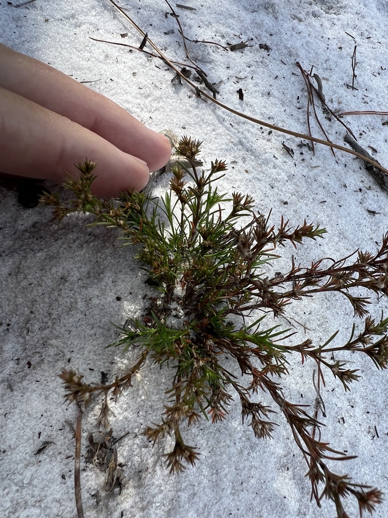 Rust Weed from Seabranch Preserve State Park, Stuart, FL, US on October ...