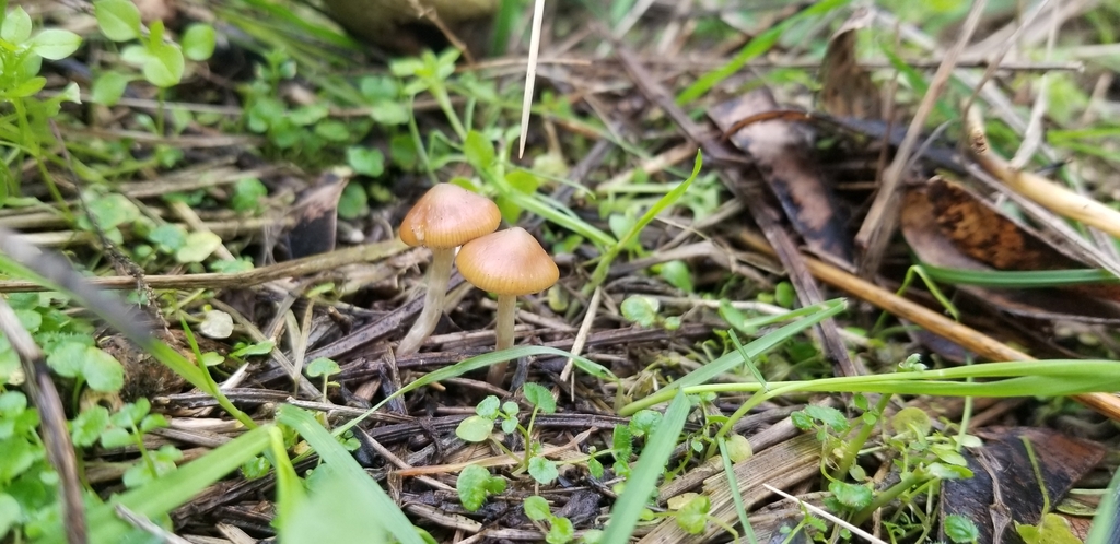 Wavy Cap in October 2023 by spruce_almighty · iNaturalist