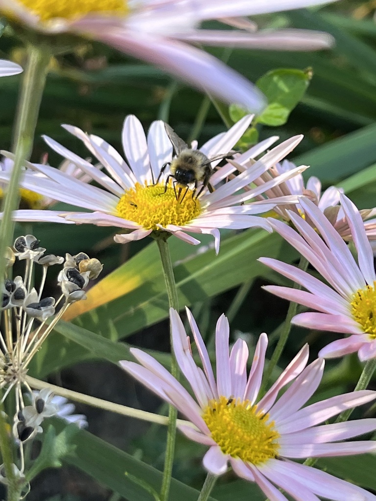 Common Eastern Bumble Bee from Skyline Dr, Melrose, NY, US on October ...
