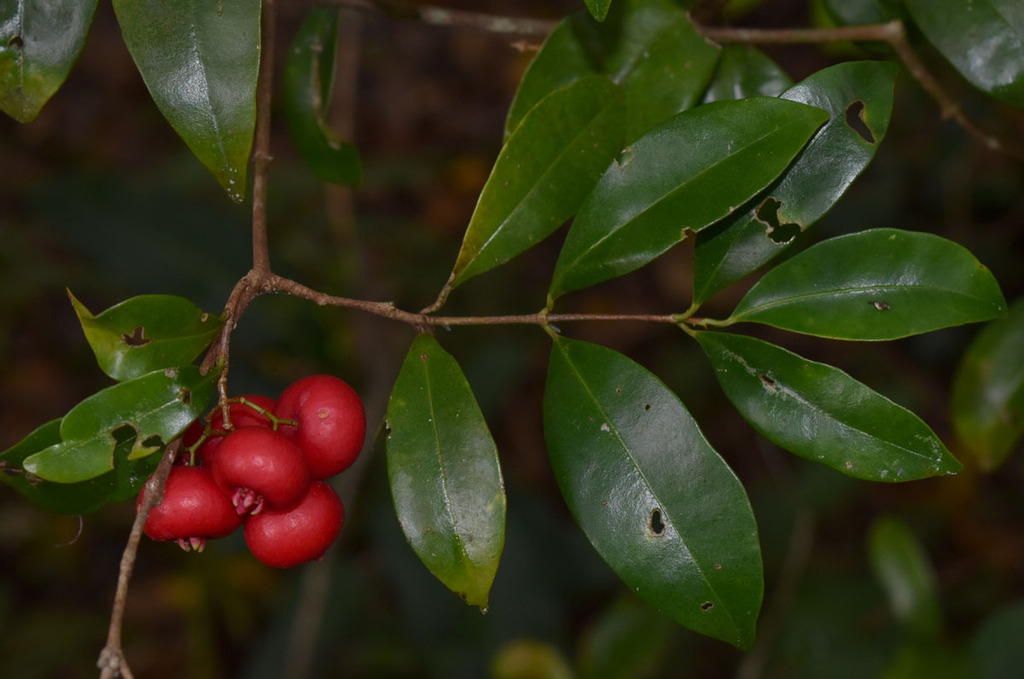 Fibrous satinash (Syzygium fibrosum) - Botanical Realm