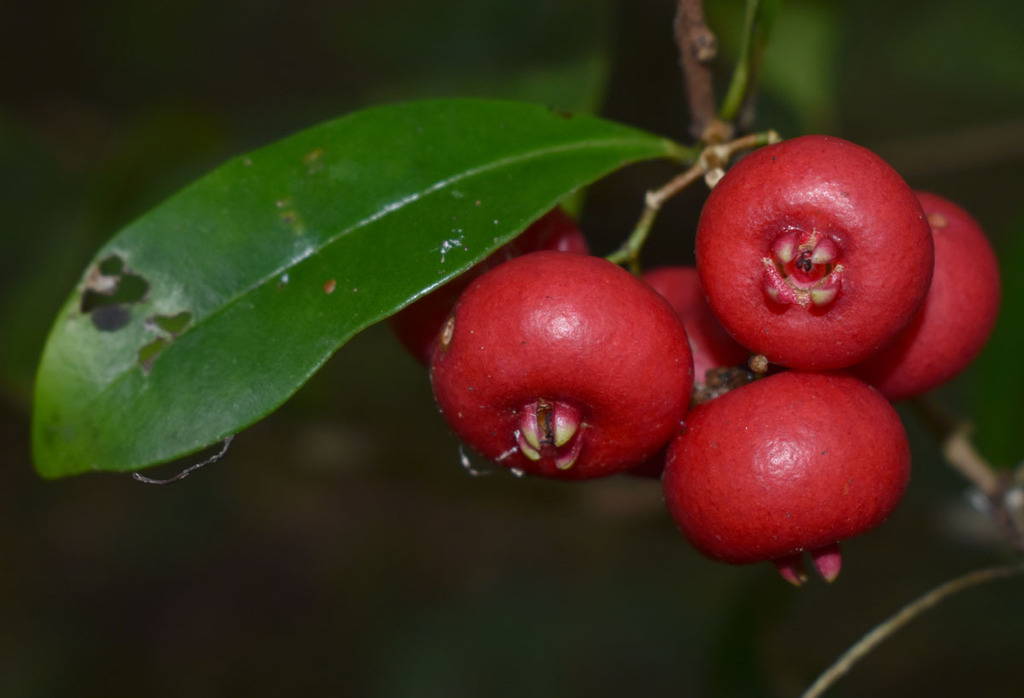 Fibrous satinash (Syzygium fibrosum) - Botanical Realm