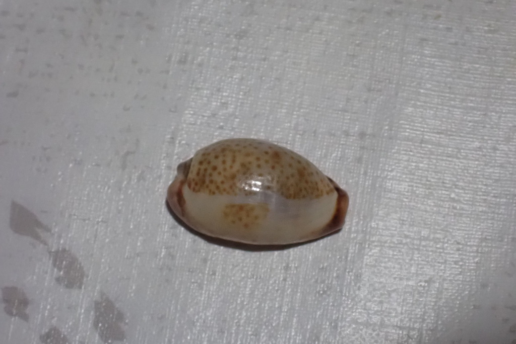 Spotted Cowrie from Linosa on October 26, 2023 at 07:53 PM by ...