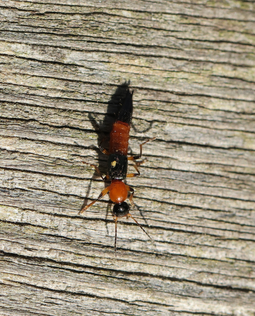 Paederus riparius from Oudalle, France on October 27, 2023 at 06:42 PM ...