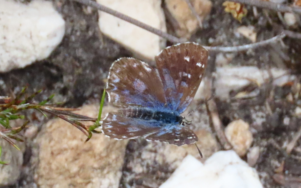 Vivid Blue from Potberg vulture platform on October 26, 2023 at 12:04 ...