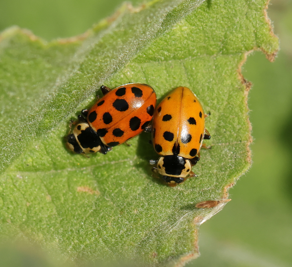 Thirteen-spotted Lady Beetle from Oudalle, France on October 27, 2023 ...