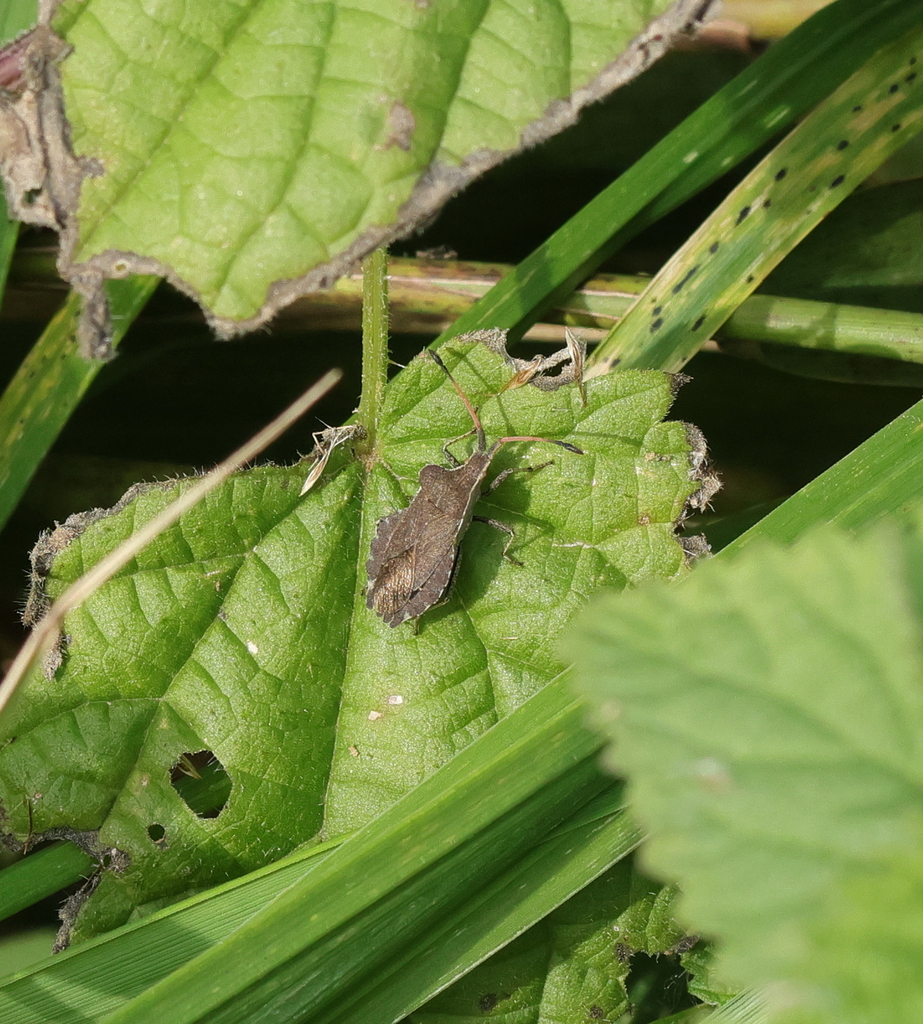 Boat Bug from Oudalle, France on October 27, 2023 at 07:20 PM by ...