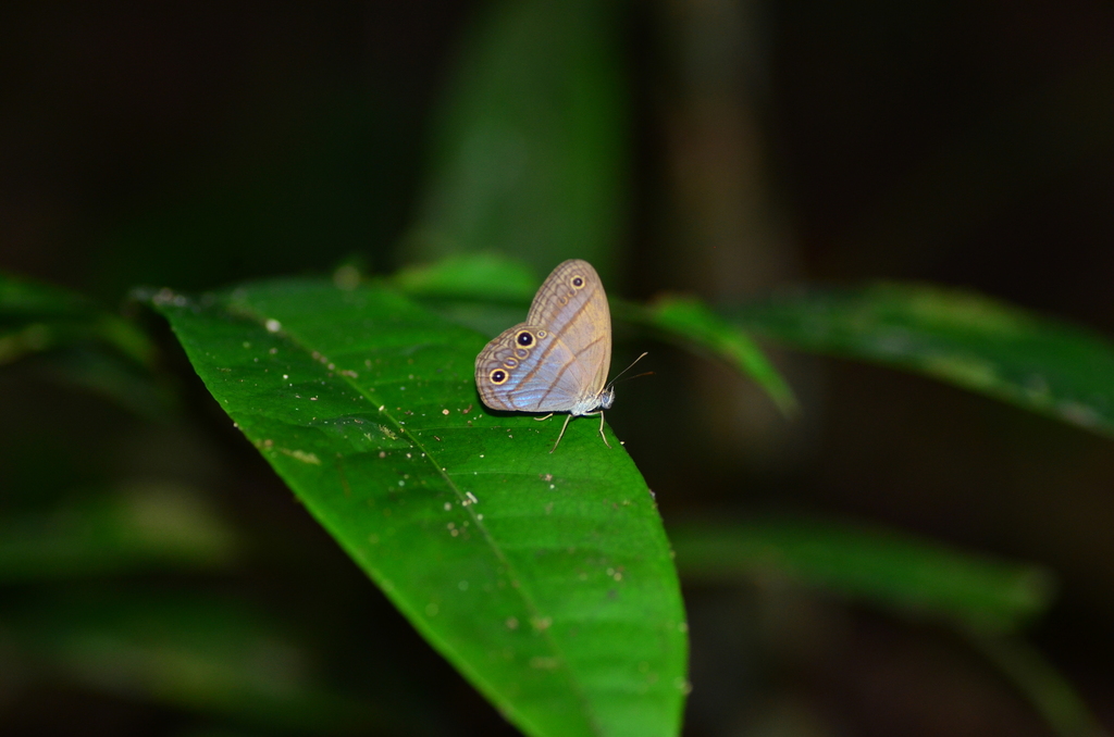 Blue-topped Satyr from Tibourou on September 1, 2023 at 05:07 PM by ...