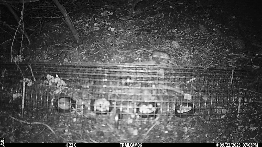 Silky Pocket Mouse from Coconino County, AZ, USA on September 22, 2023 ...