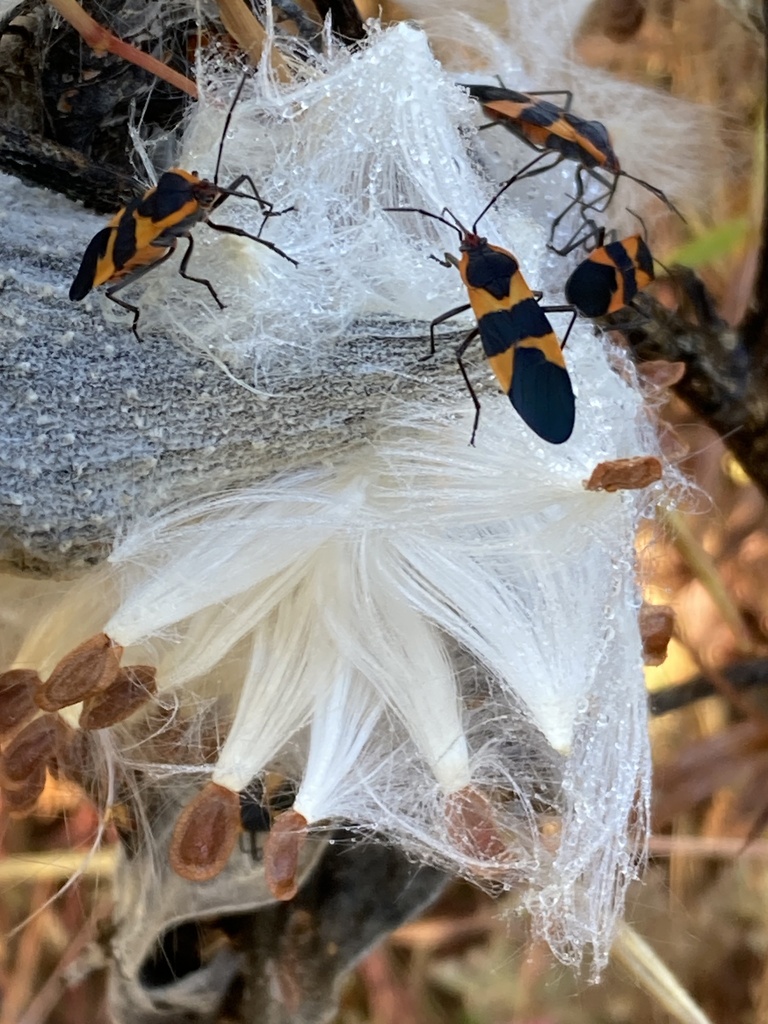 Large Milkweed Bug from Upper Paint Branch Stream Valley Park ...