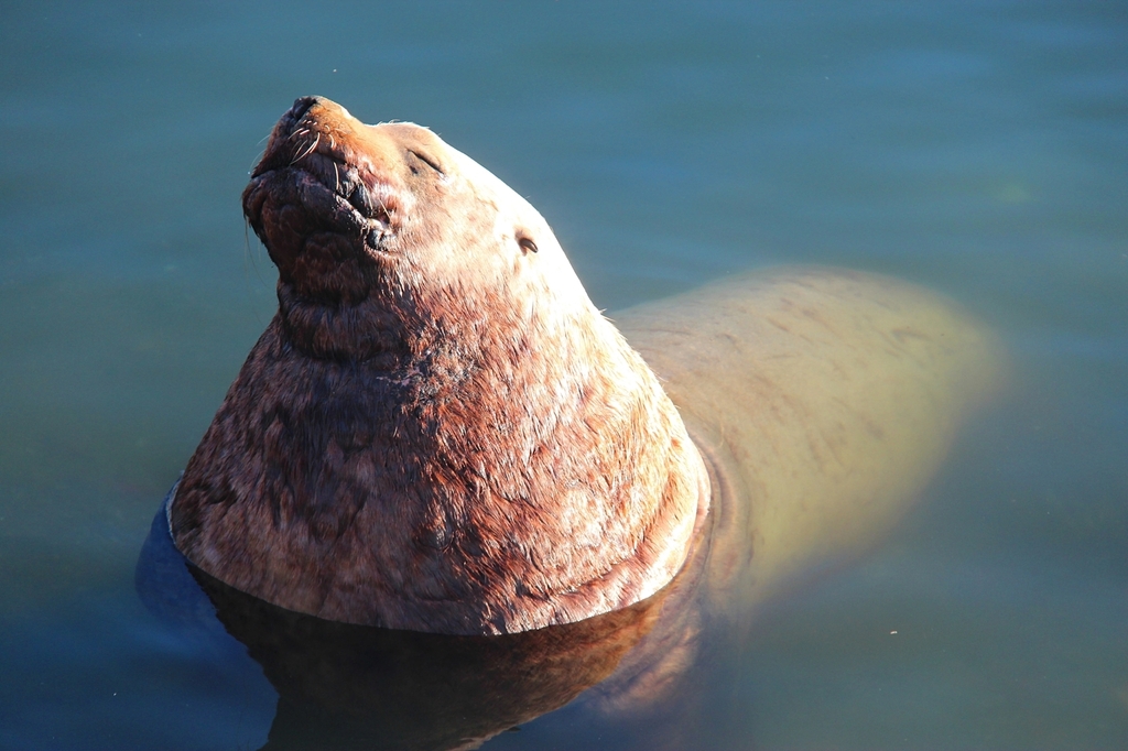 Steller Sea Lion in October 2023 by Наталья Горб · iNaturalist
