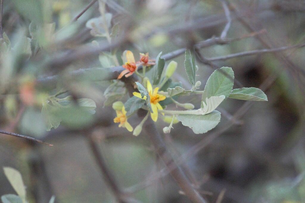 Velvet Raisin from Carletonville, 2499, South Africa on October 27 ...