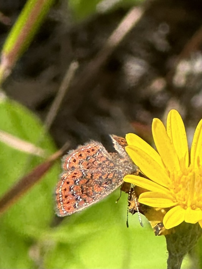 Little Metalmark from S County Road 325, Hawthorne, FL, US on October ...