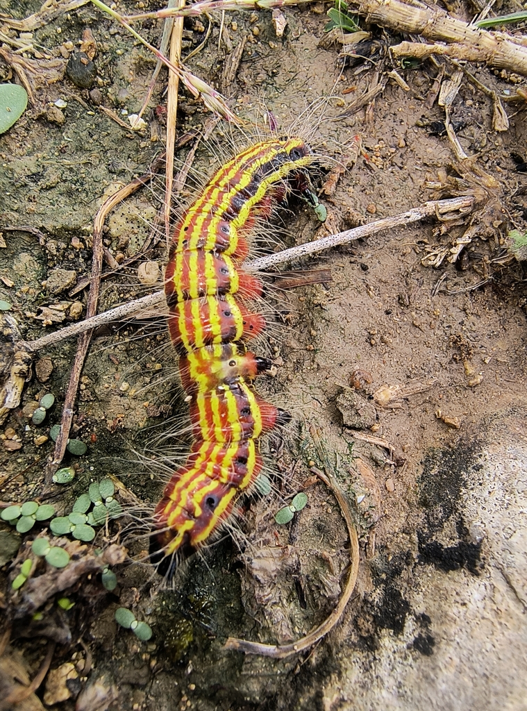 Spotted Datana Moth from Coryell County, US-TX, US on October 27, 2023 ...