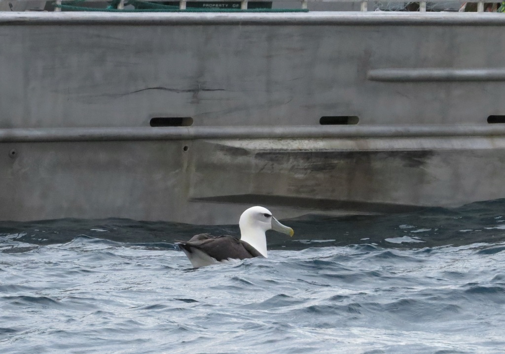 New Zealand White-capped Albatross in November 2015 by Paul Prior ...