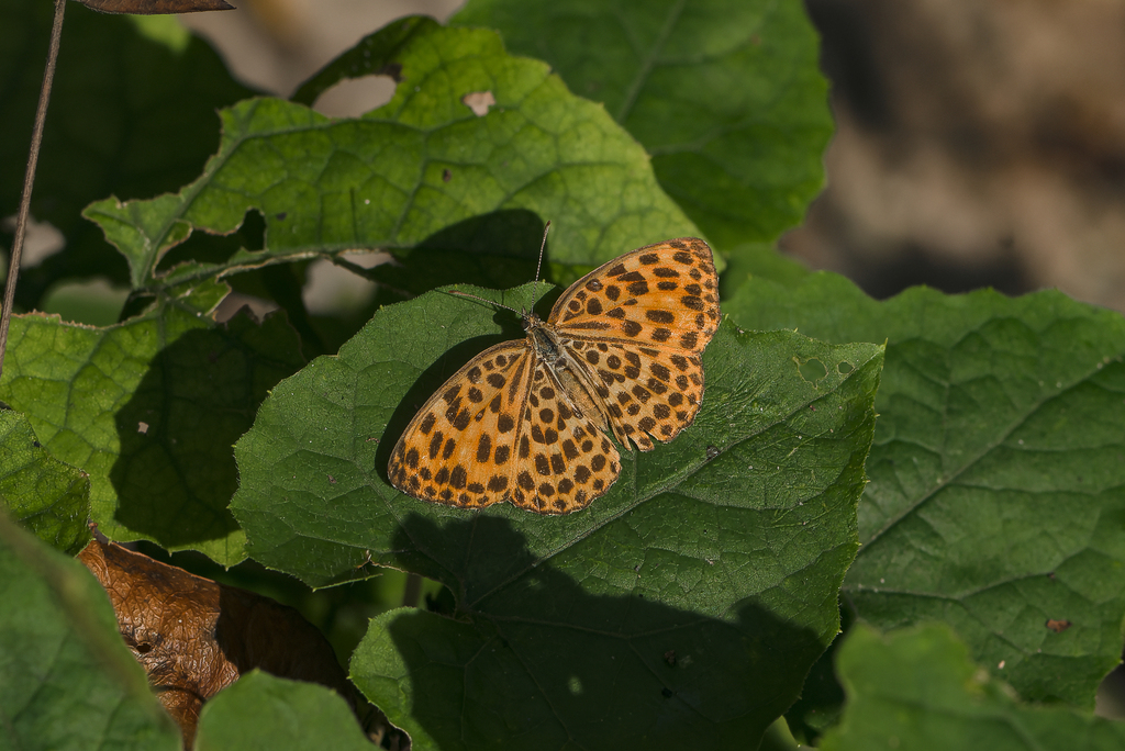 Spotted leopard butterfly from Jurong, Zhenjiang, China on October 5 ...