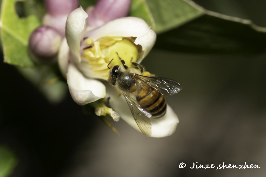 Asian Honey Bee from 中国广东省深圳市宝安区 on December 8, 2022 at 01:19 PM by ...