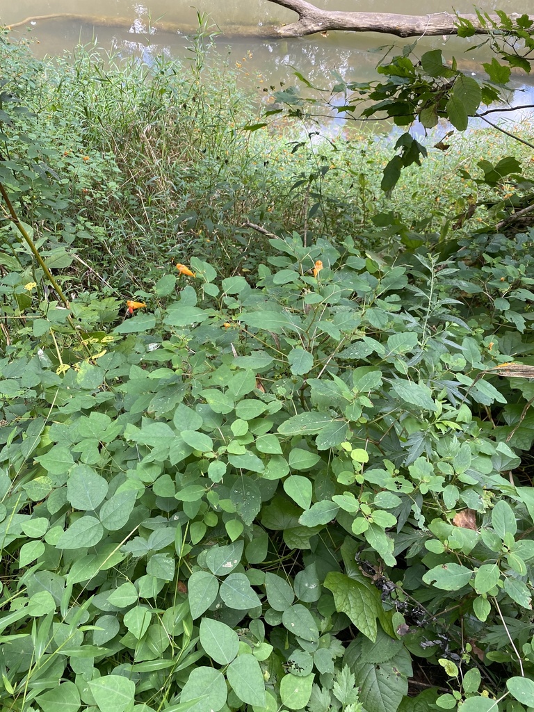 common jewelweed from Dunkard Creek, Core, WV, US on September 13, 2023 ...