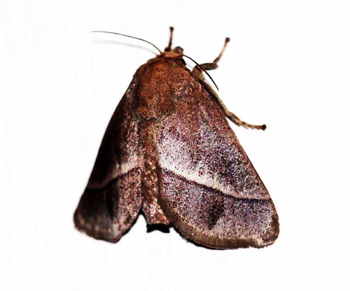 Thosea bipartita · iNaturalist