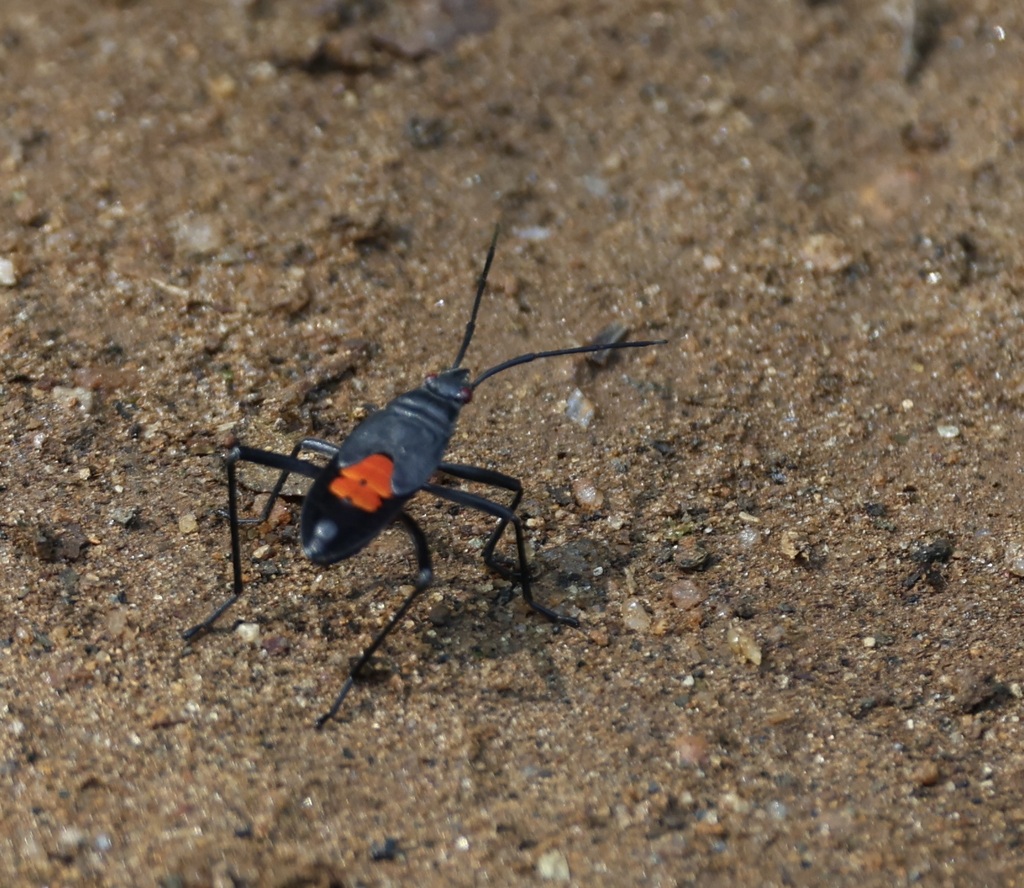Red and Bordered Plant Bugs from Kerala, India on March 26, 2022 at 11: ...