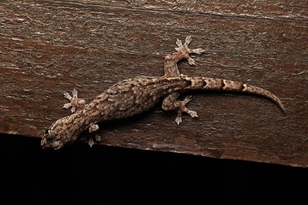 Hong Kong Slender Gecko in October 2023 by Pintsen JIN · iNaturalist