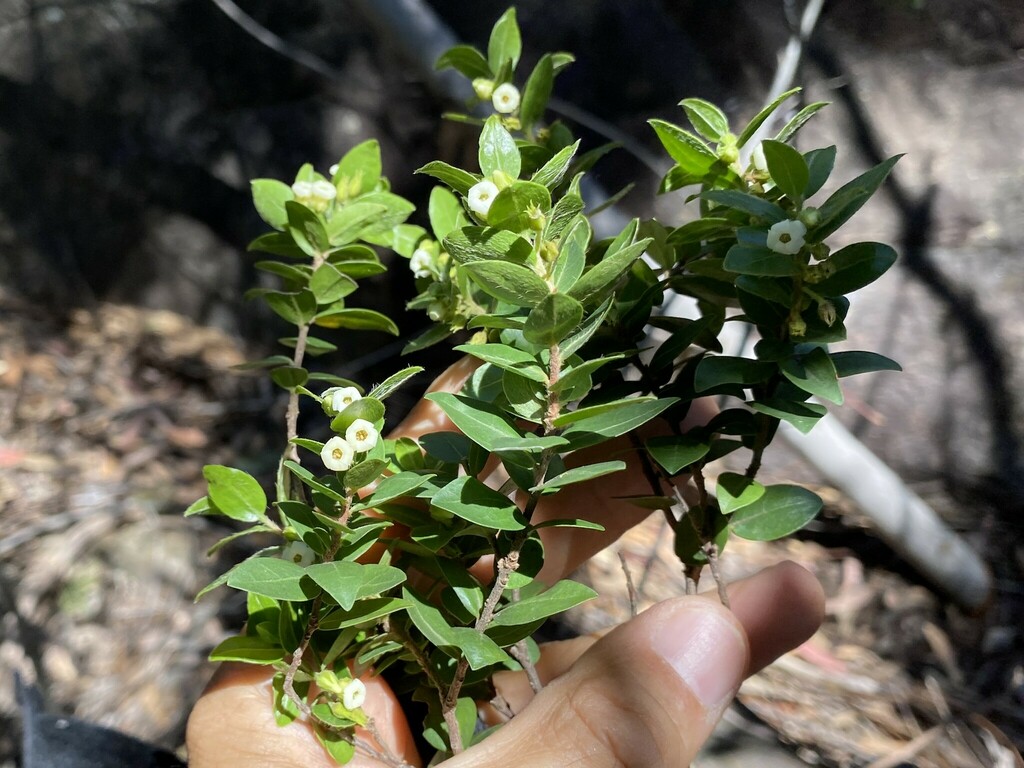 Cape Starapple from Paarl, South Africa on October 16, 2023 at 11:39 AM ...