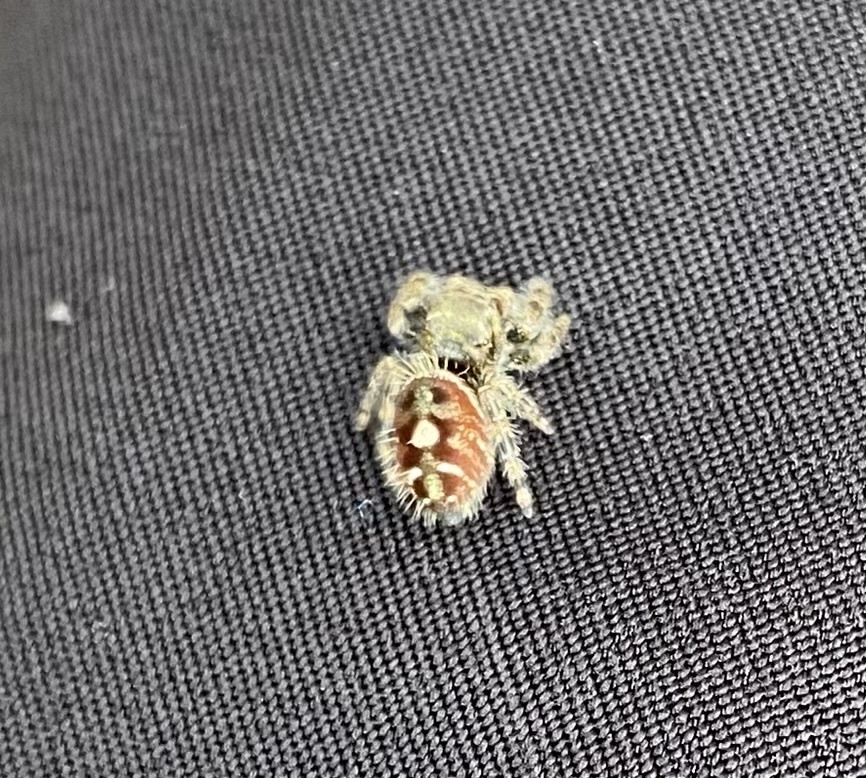 Bold Jumping Spider from University of Illinois - Champaign Campus ...