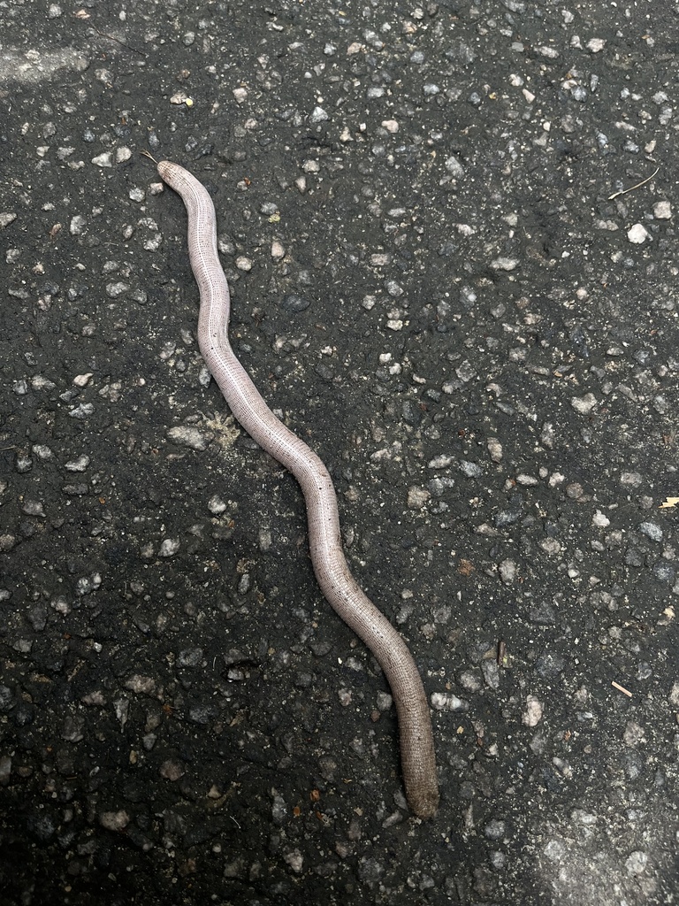 Smallhead Worm Lizard from Puc, Rio de Janeiro, RJ, BR on October 27 ...