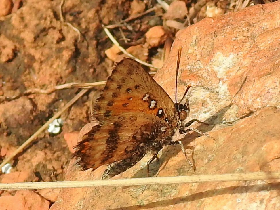 Aloeides molomo molomo from Ehlanzeni District Municipality, South ...
