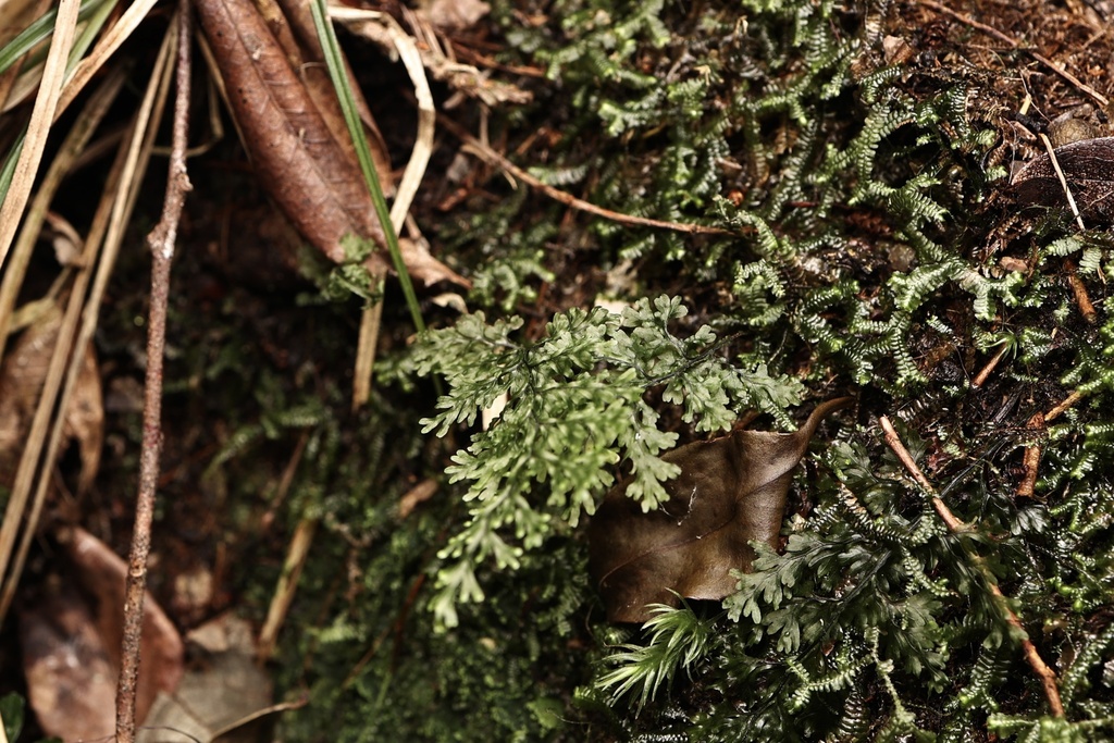 Hymenophyllum badium in October 2023 by Pintsen JIN · iNaturalist