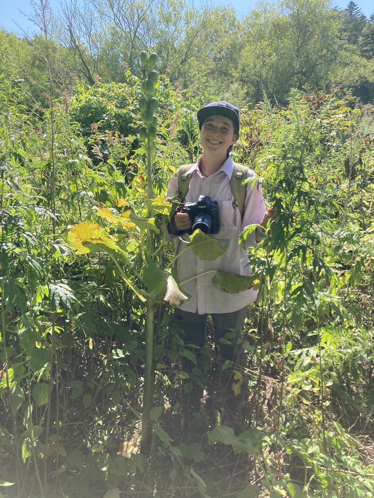 Heart-leaved Lily from Анивский р-н, Сахалинская обл., Россия on August ...
