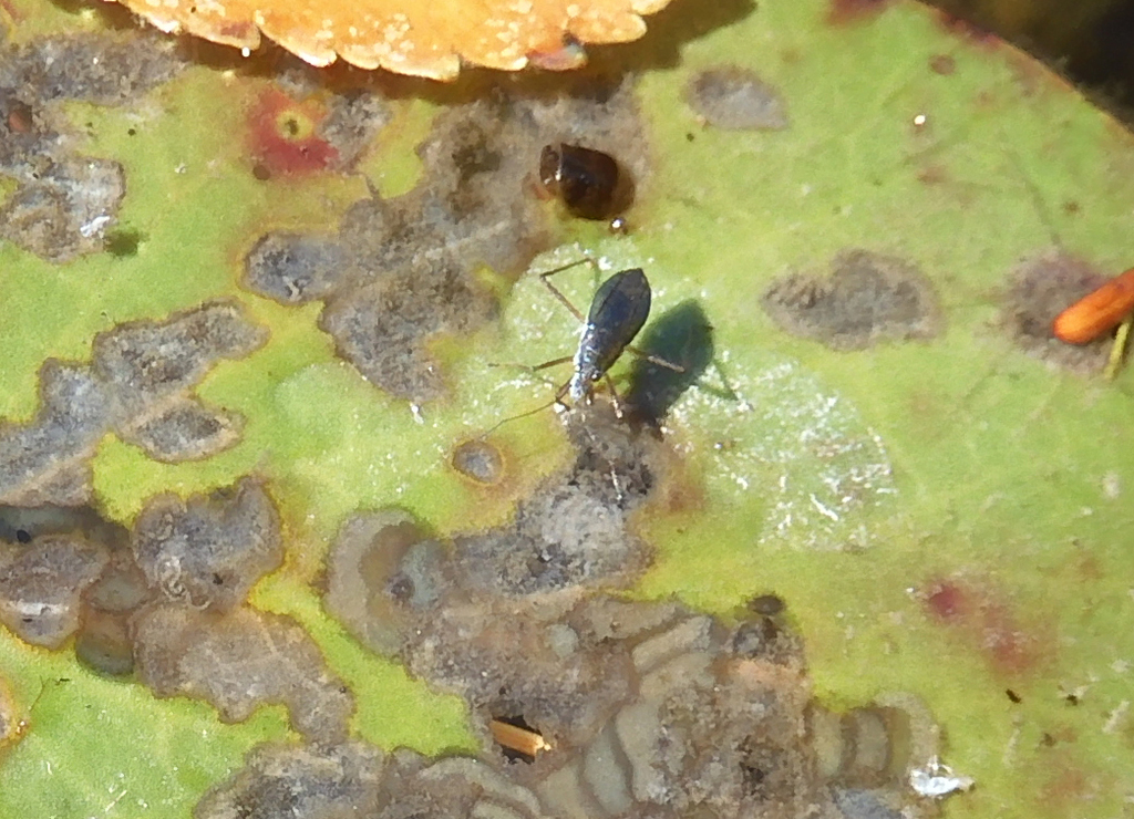 Mulsant's Water Treader from Haliburton County, ON, Canada on September ...