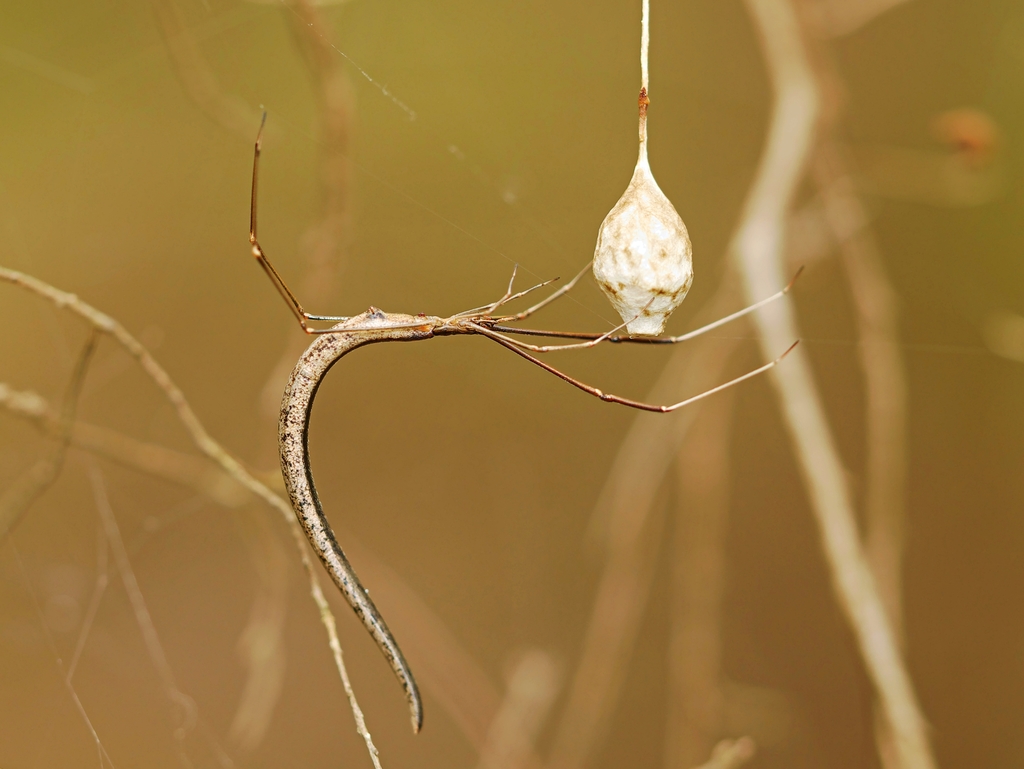 Whip Spider (Arachnids of Casey, VIC, AU) · iNaturalist