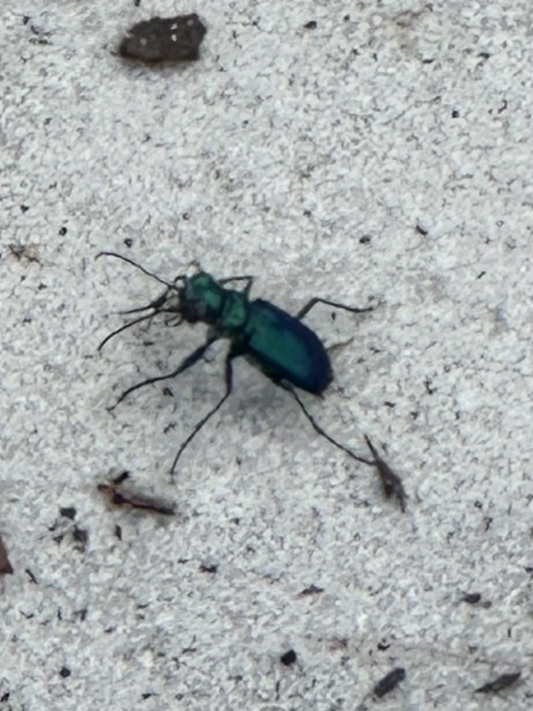 Unicolored Tiger Beetle from S County Road 325, Hawthorne, FL, US on ...