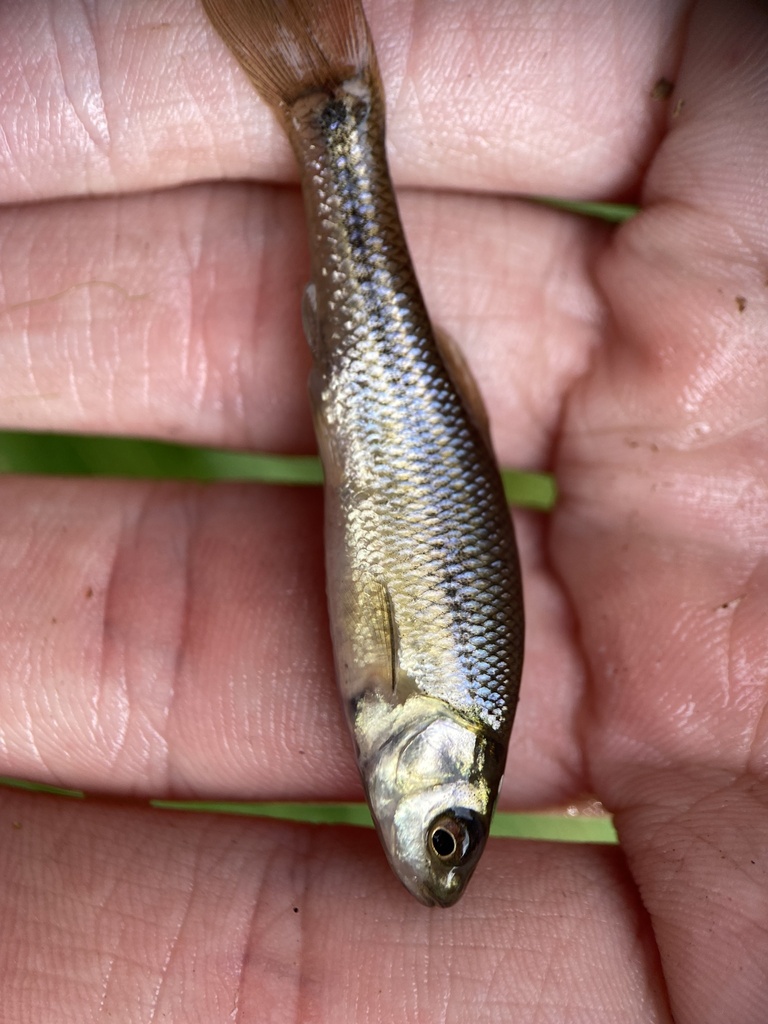 Fathead Minnow from Broad St, Syracuse, NY, US on October 27, 2023 at ...