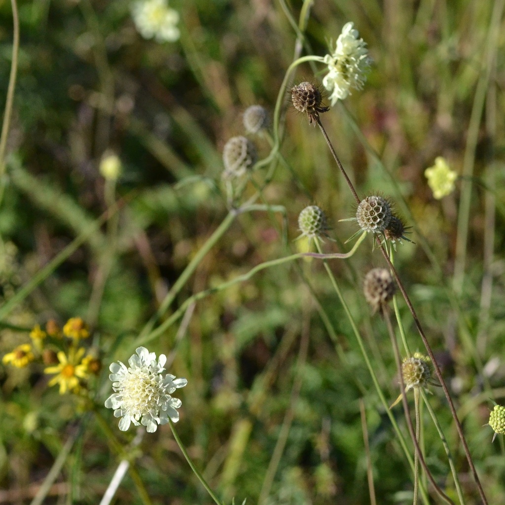 Cream Scabious from 293 06 Bradlec-Kosmonosy, Česko on October 21, 2023 ...