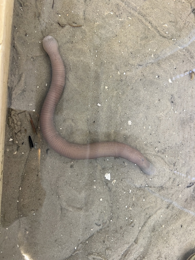 Sipunculus from Pivers Island, Beaufort, NC, US on October 13, 2023 at ...