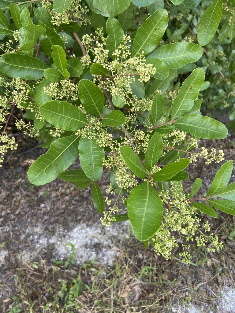 Gopher apple from Frostproof, FL, US on October 26, 2023 at 02:30 PM by ...